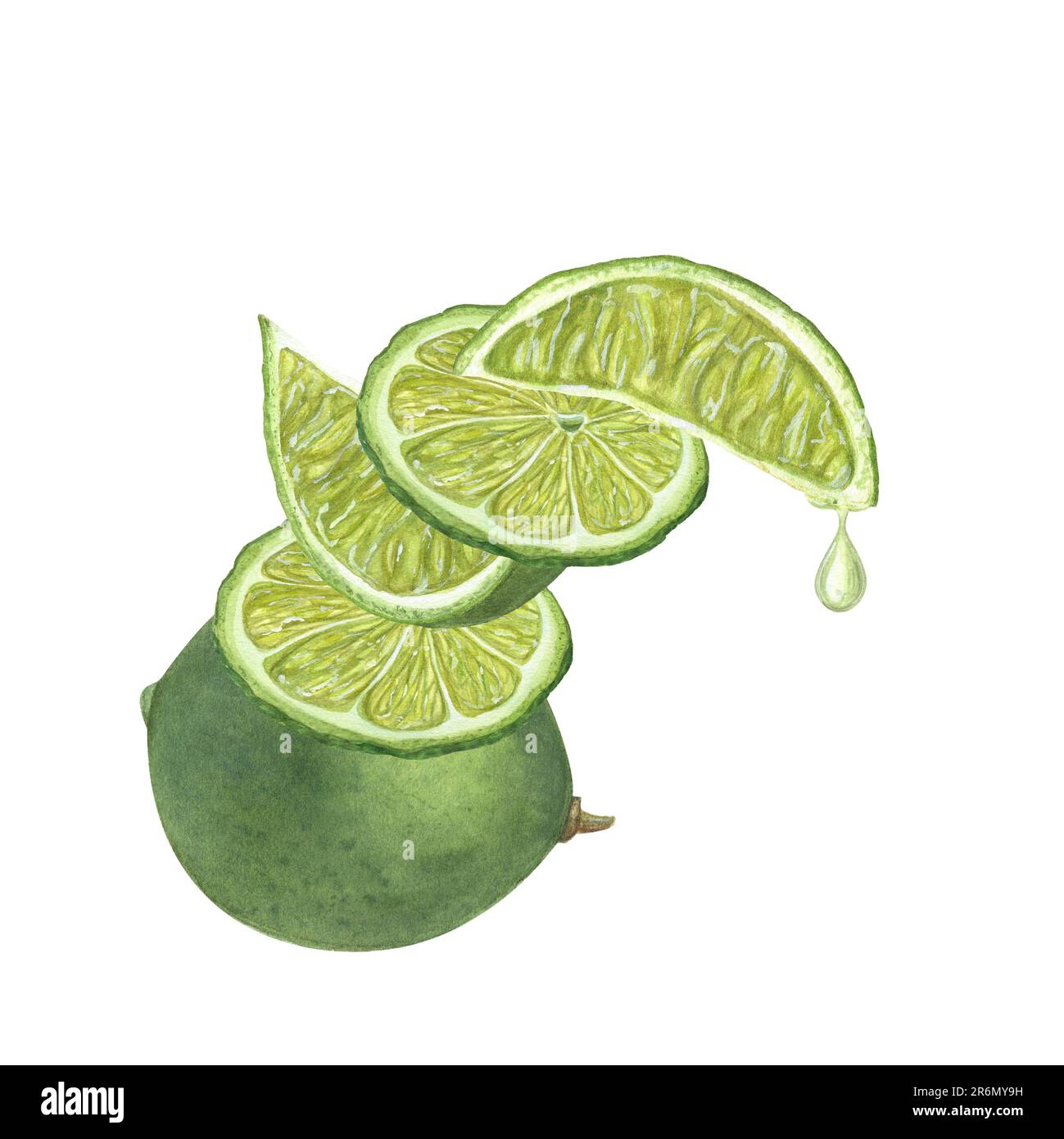 Watercolor concept of balance made of fresh lime slices of various ...