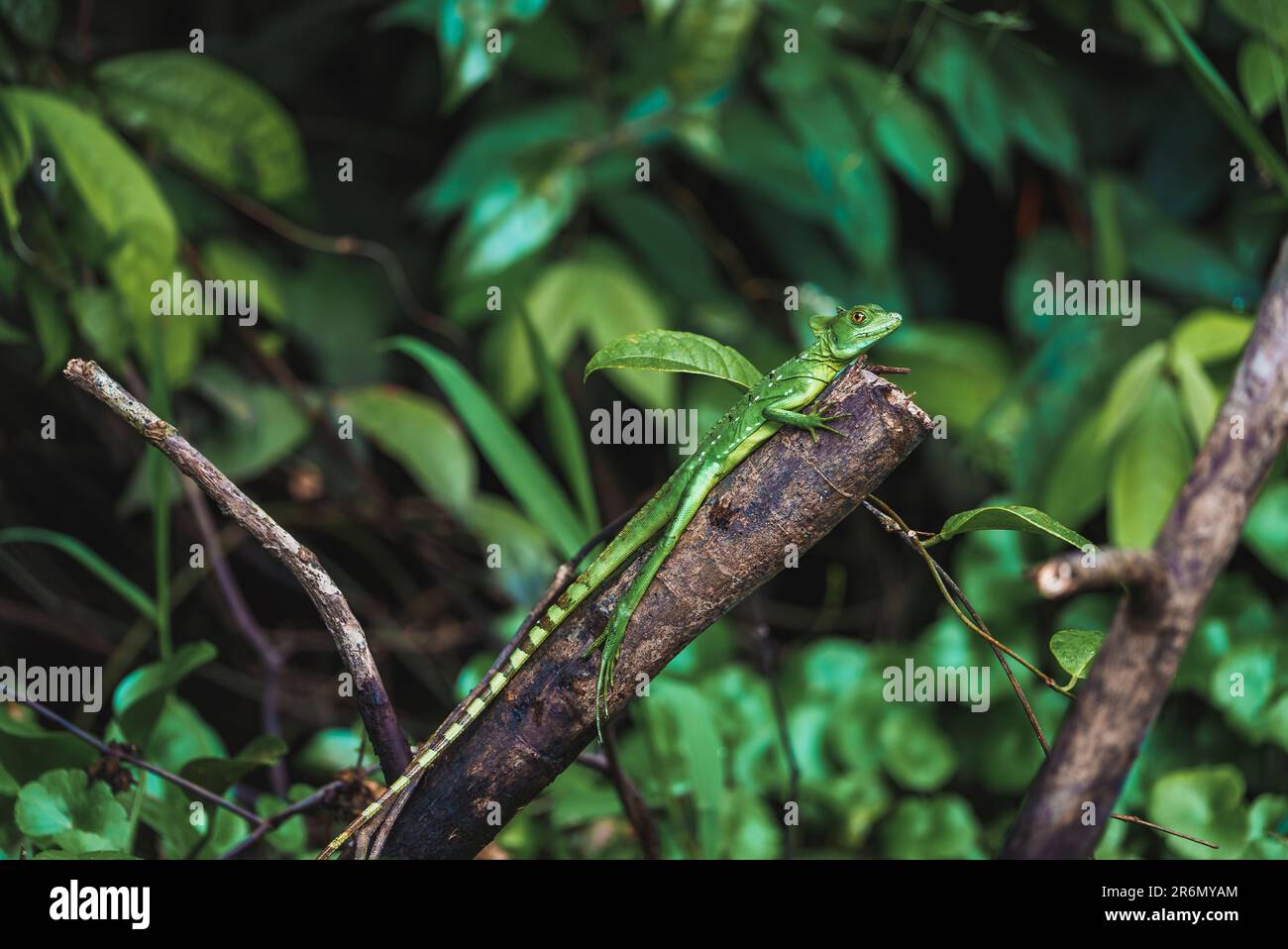 Female green plumed basilisk lizard on branch at Tortuguero National ...