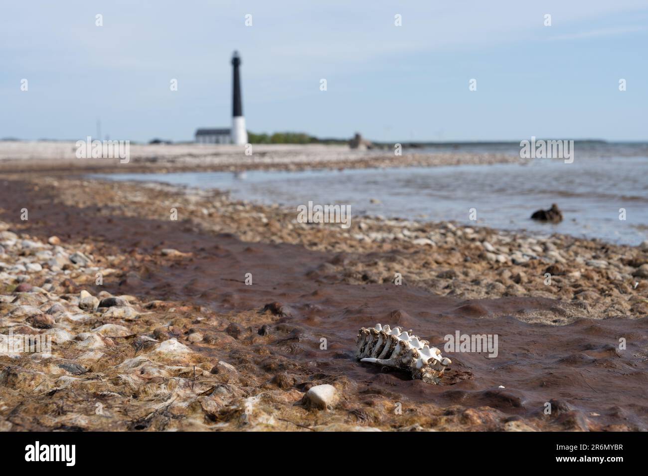 Small skeleton with the Sõrve Lighthouse in the distance on the island ...