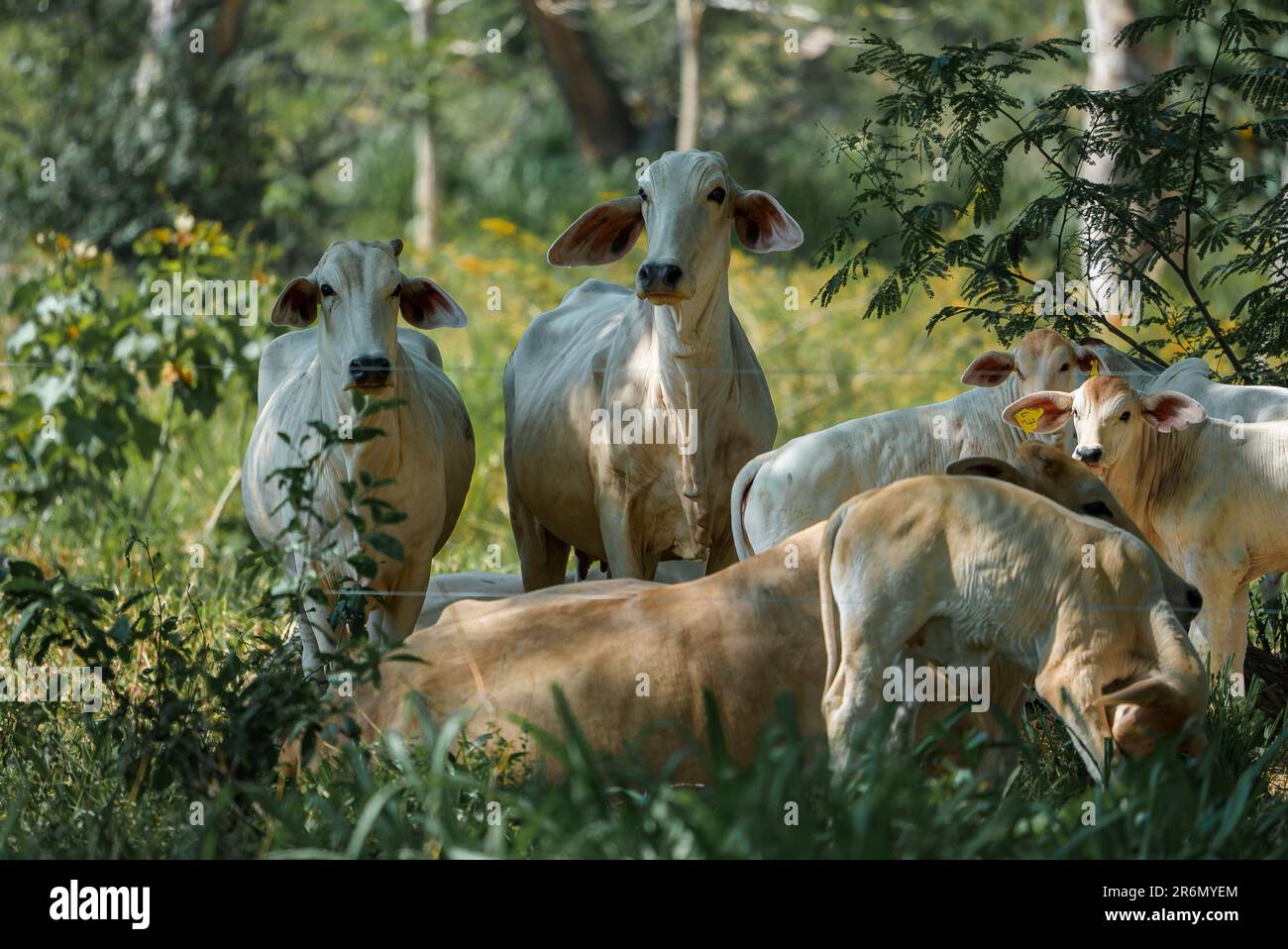 Brahman cows and calves grazing on grassy farm in Costa Rica Stock ...