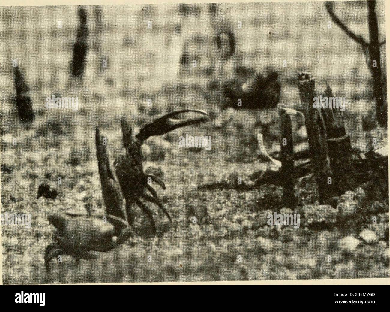 A male fiddler crab waving at a female Stock Photo - Alamy