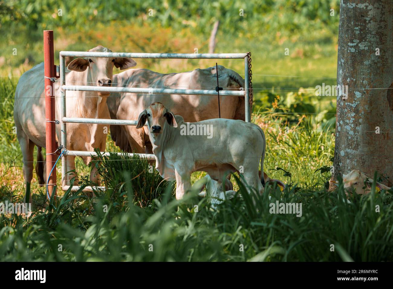 Brahman cows and calf standing on grassy landscape at farm in Costa ...