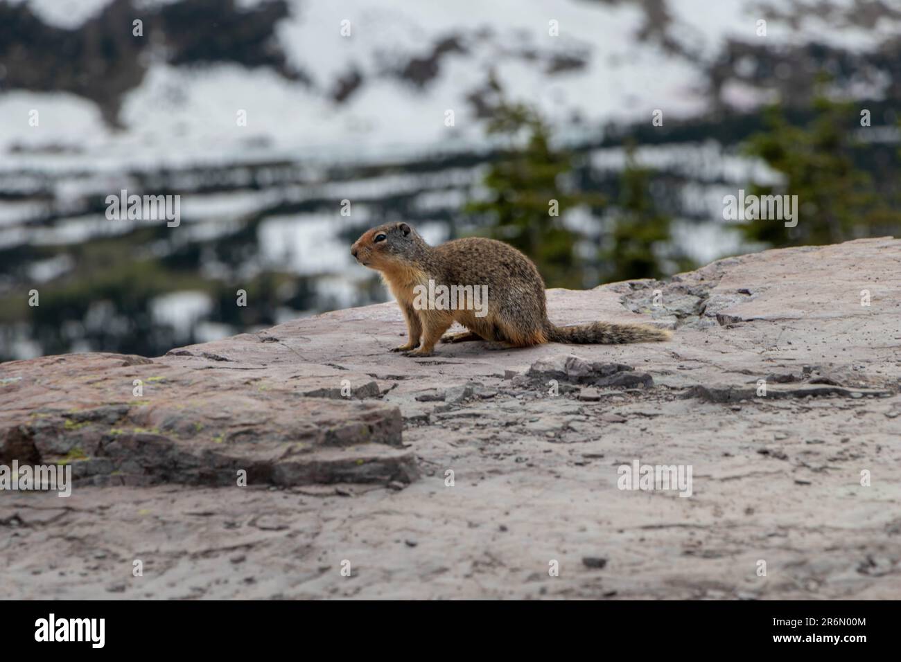 An adorable Columbian ground squirrel on a grey rock, appearing to take ...