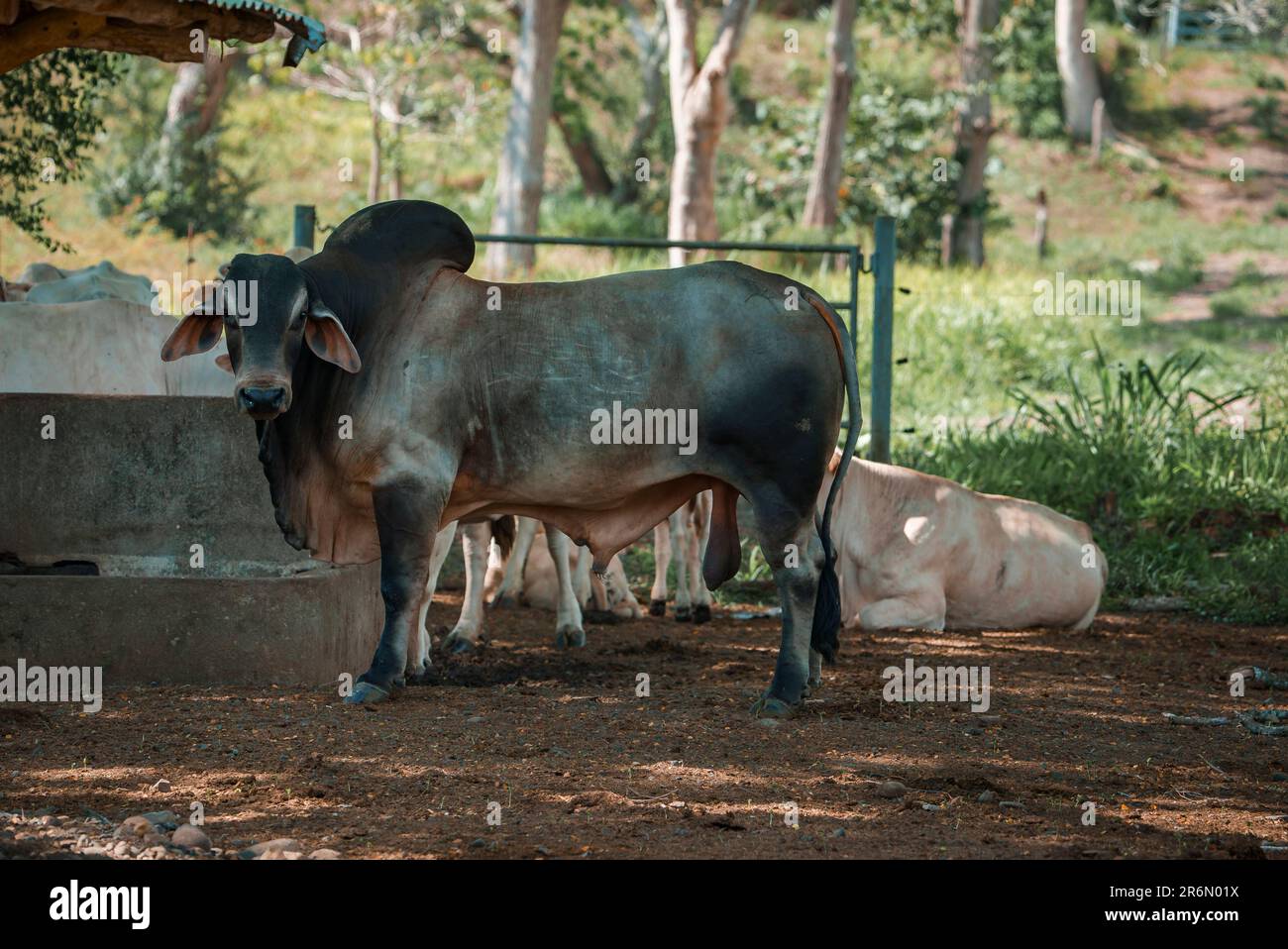 Side view of black brahman bull standing on field at farmland Stock ...