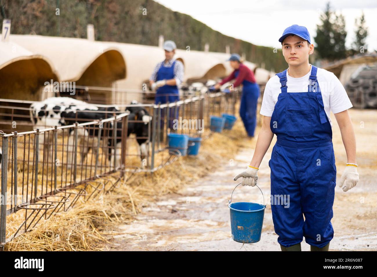 Farm work - man carries bucket of water for cows in stall Stock Photo ...
