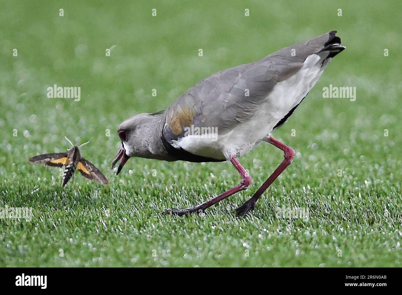 Quero-Quero bird eating an insect inside the Serra da Bocaina National ...