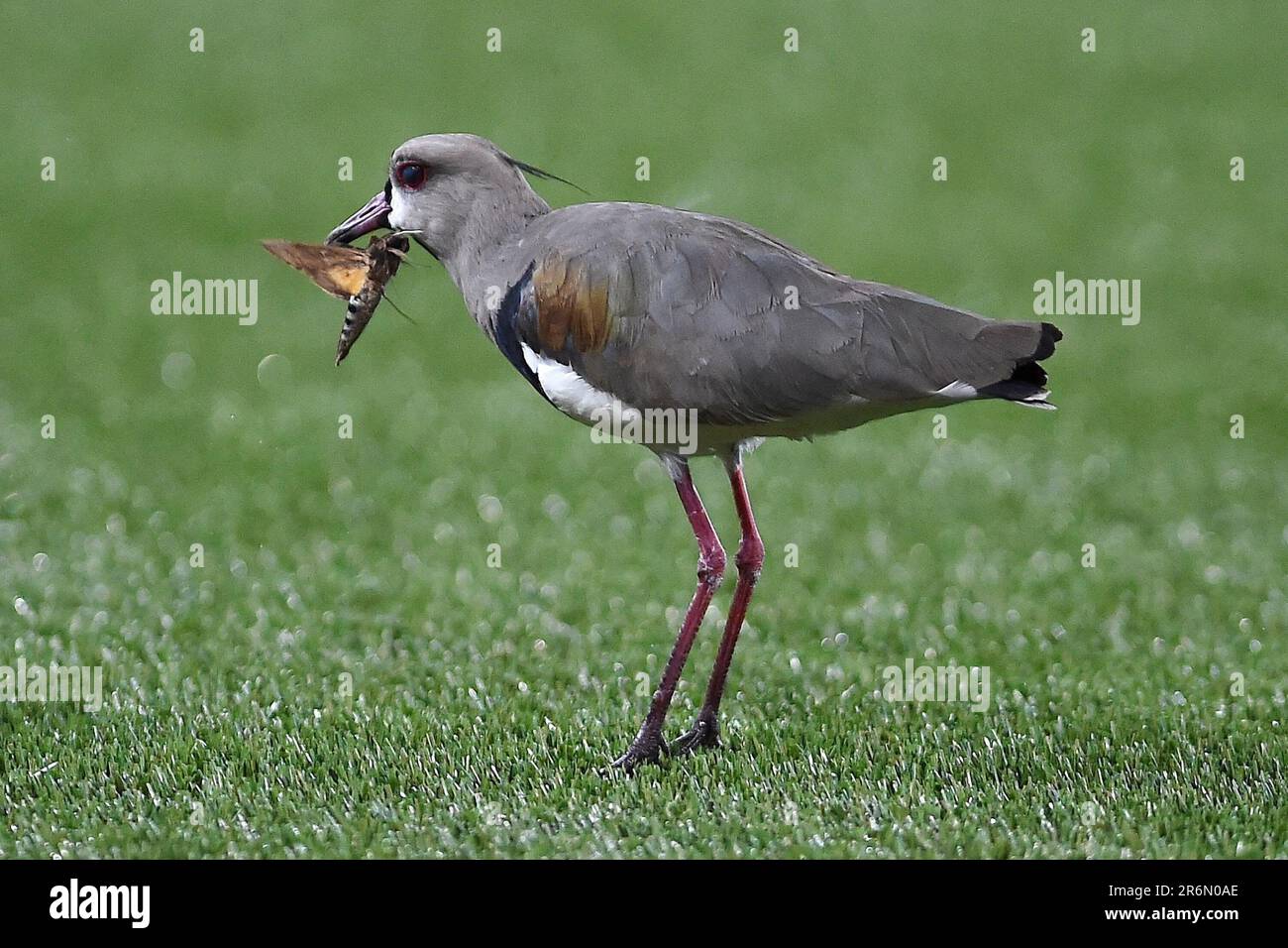 Quero-Quero bird eating an insect inside the Serra da Bocaina National ...