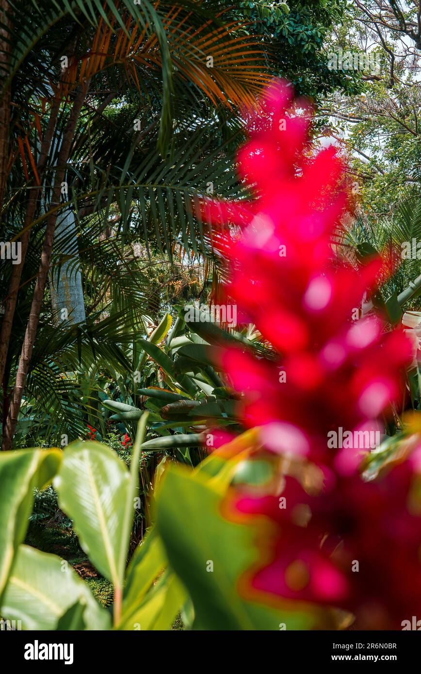Red ginger flowers growing on plants at tropical forest in Costa Rica ...