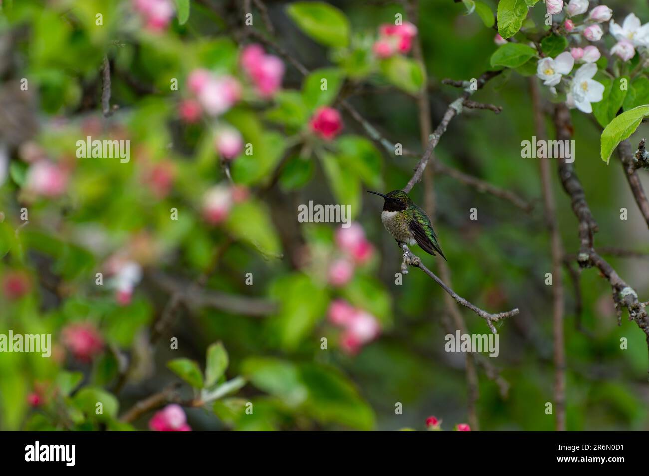 Female Ruby-throated hummingbird Archilochus colubris perched on a ...