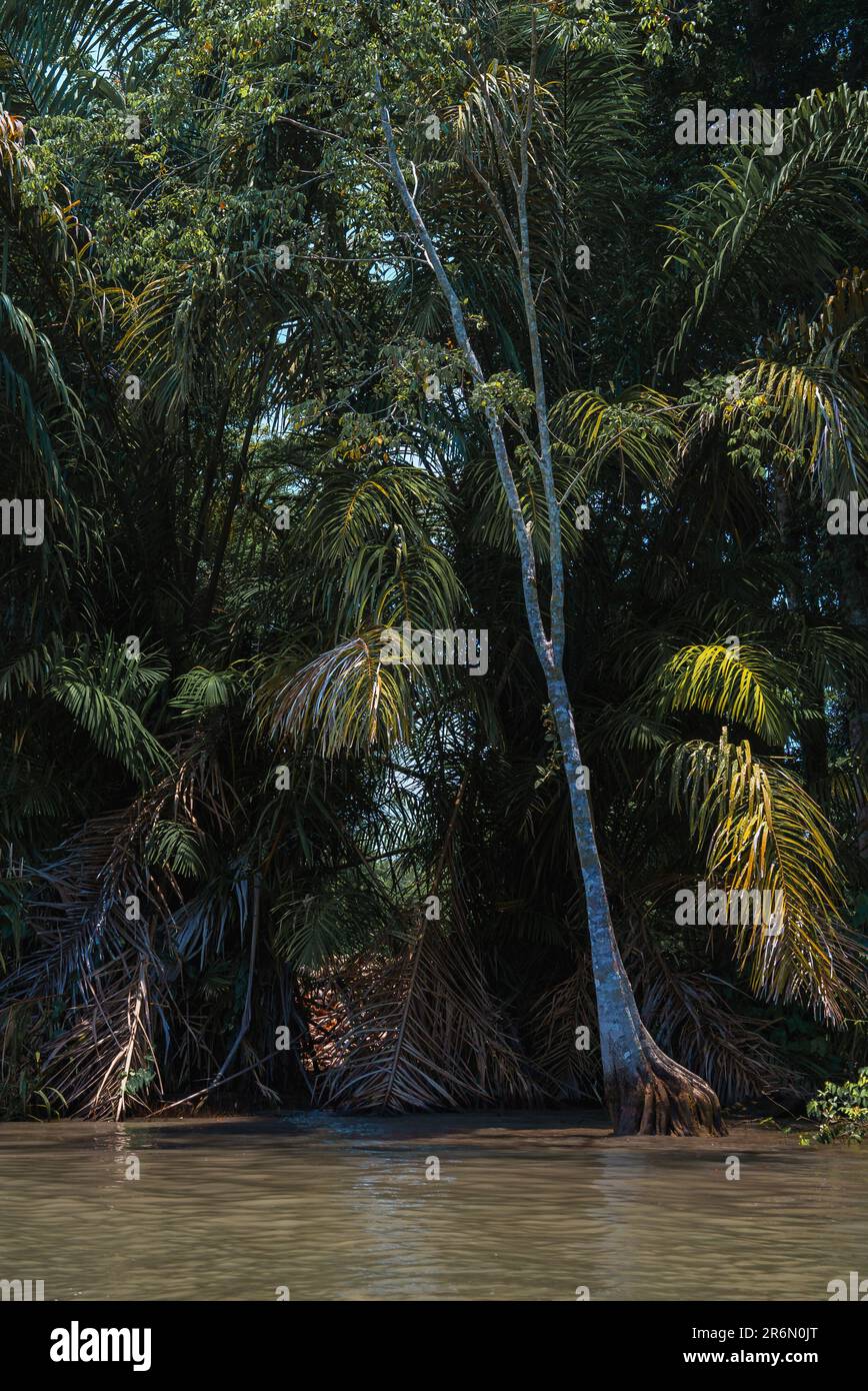 Beautiful green palm trees growing in nature dense forest by river ...