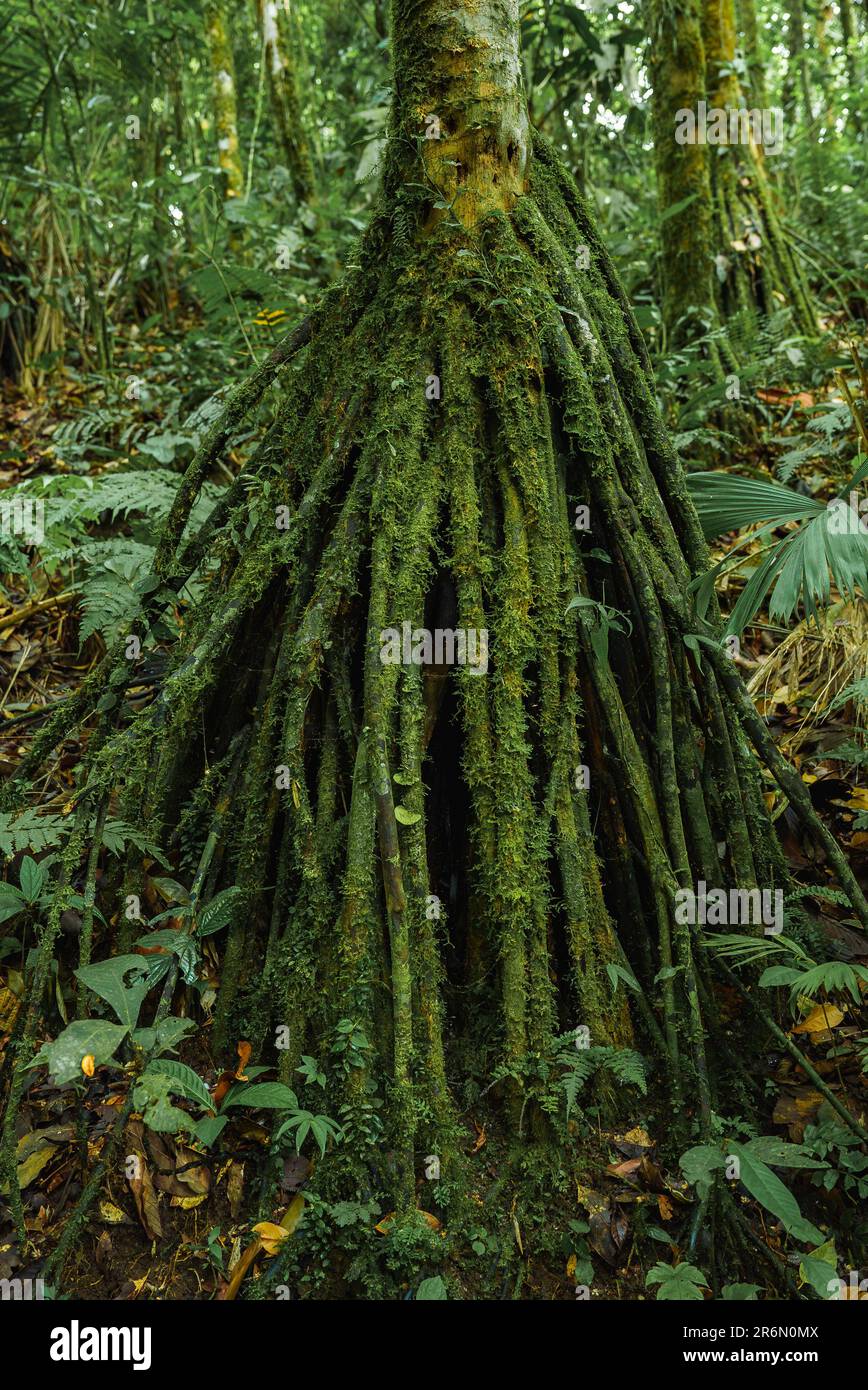 The stilt roots of the palm spreading above the ground in forest Stock ...