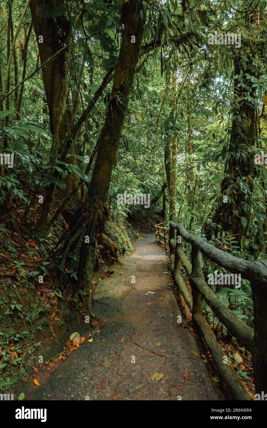 Concrete path amidst trees in dense tropical rainforest of Costa Rica ...