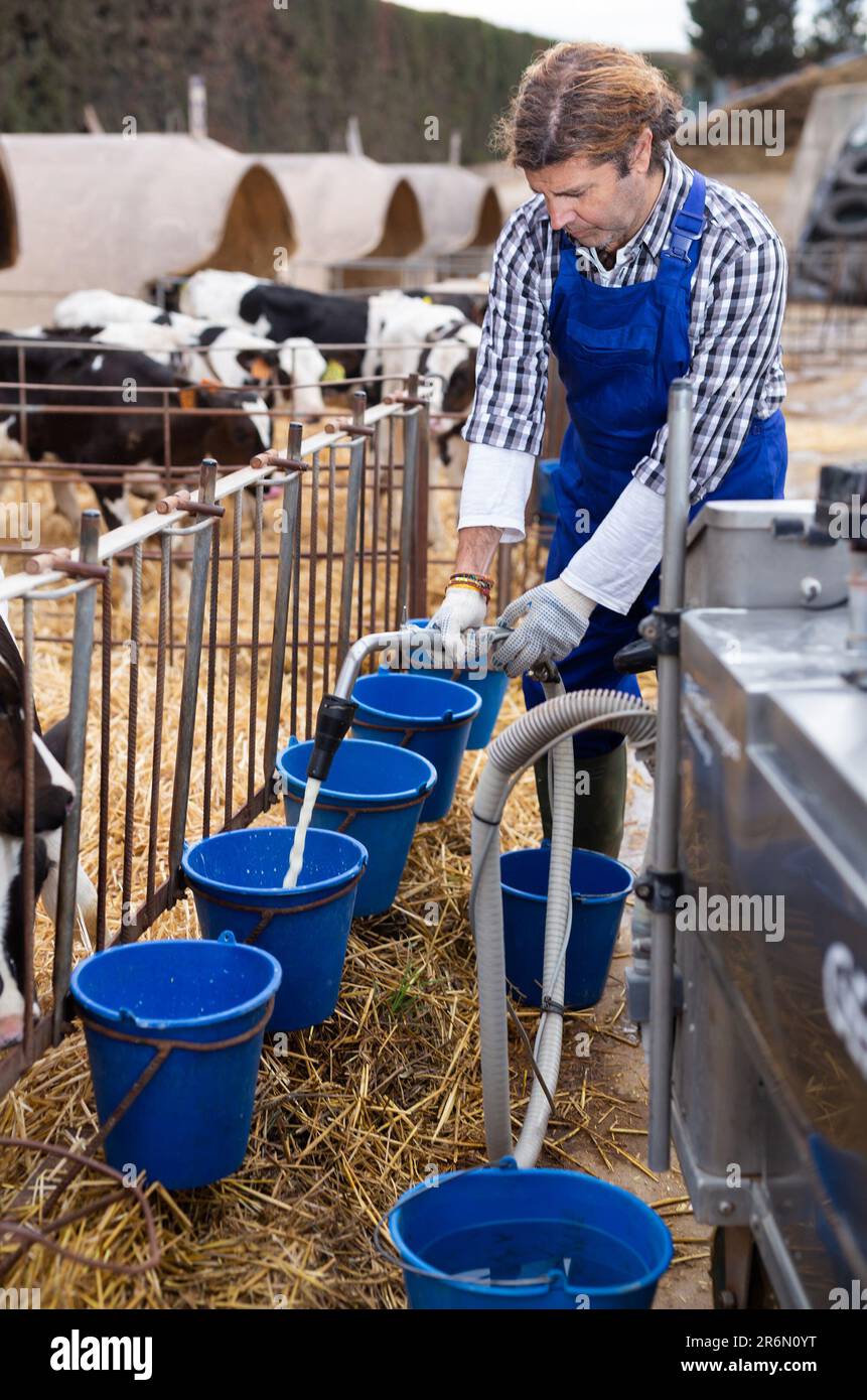 Male farmer pouring water into buckets - watering cows on farm Stock ...