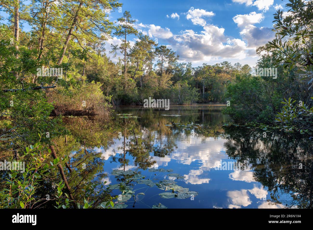 Beautiful lake surrounded by tropical trees at sunset Stock Photo - Alamy
