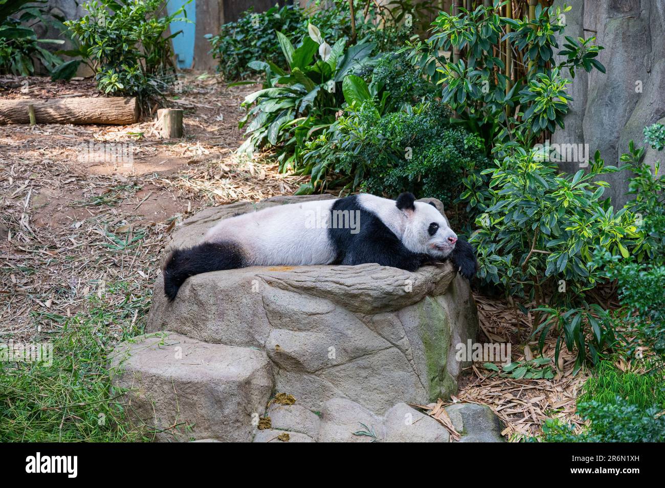 A peaceful giant panda bear resting in the shade of a tree near a ...