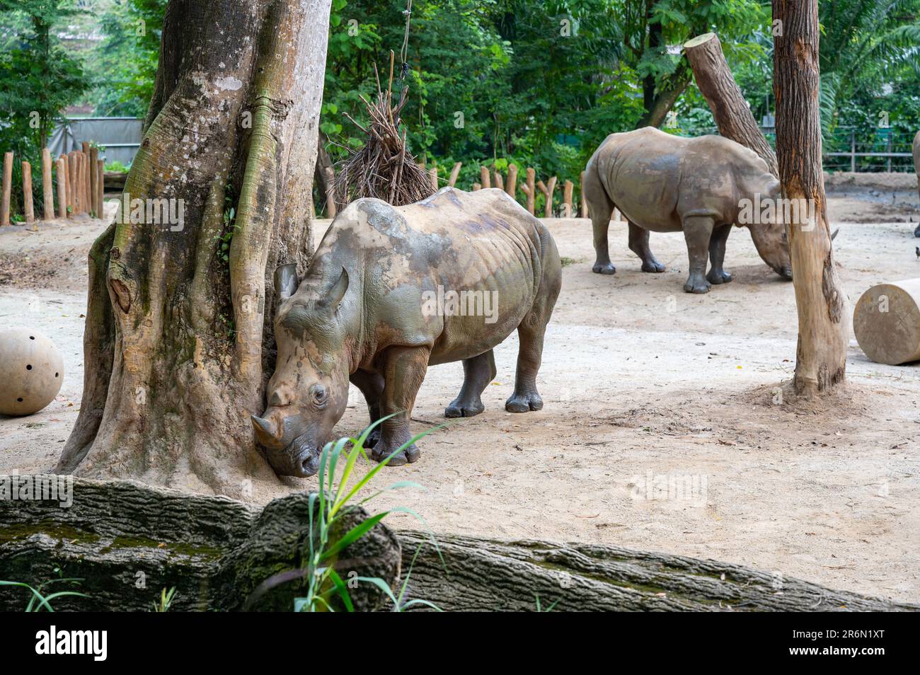 Two rhinos standing in a natural habitat with trees in a zoo enclosure ...