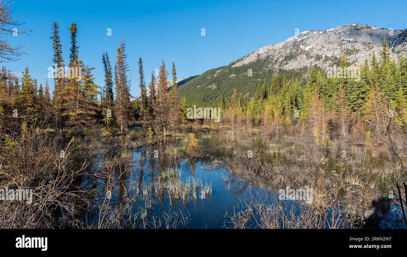 Wilderness landscape view of marsh marshy moose area in Yukon Territory ...