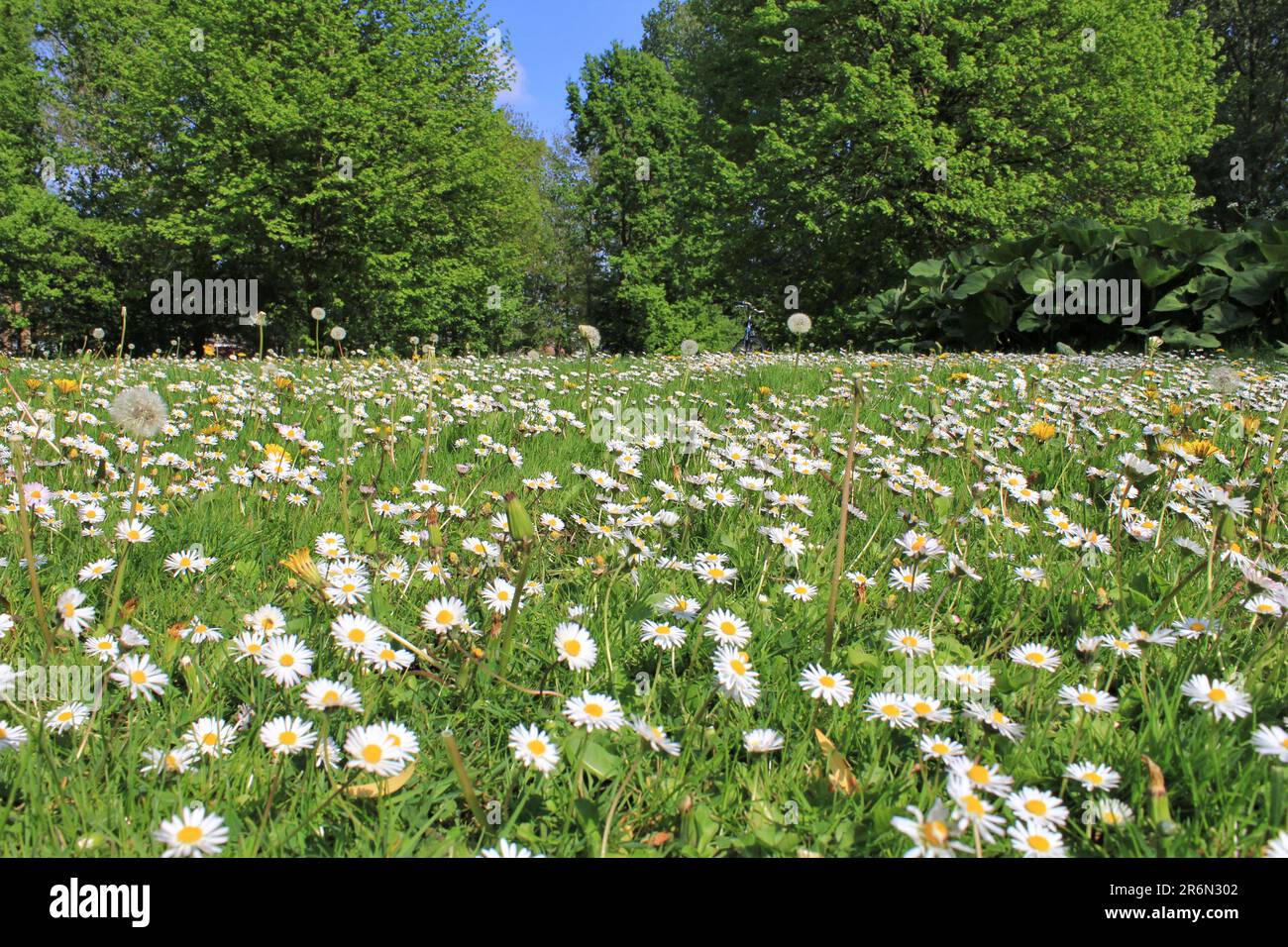 a meadow with a lot of little daisies and big trees in the background ...