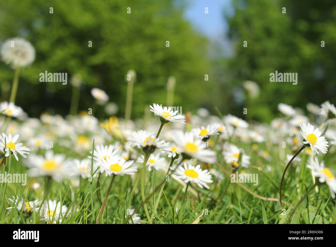 Group daisies hi-res stock photography and images - Alamy