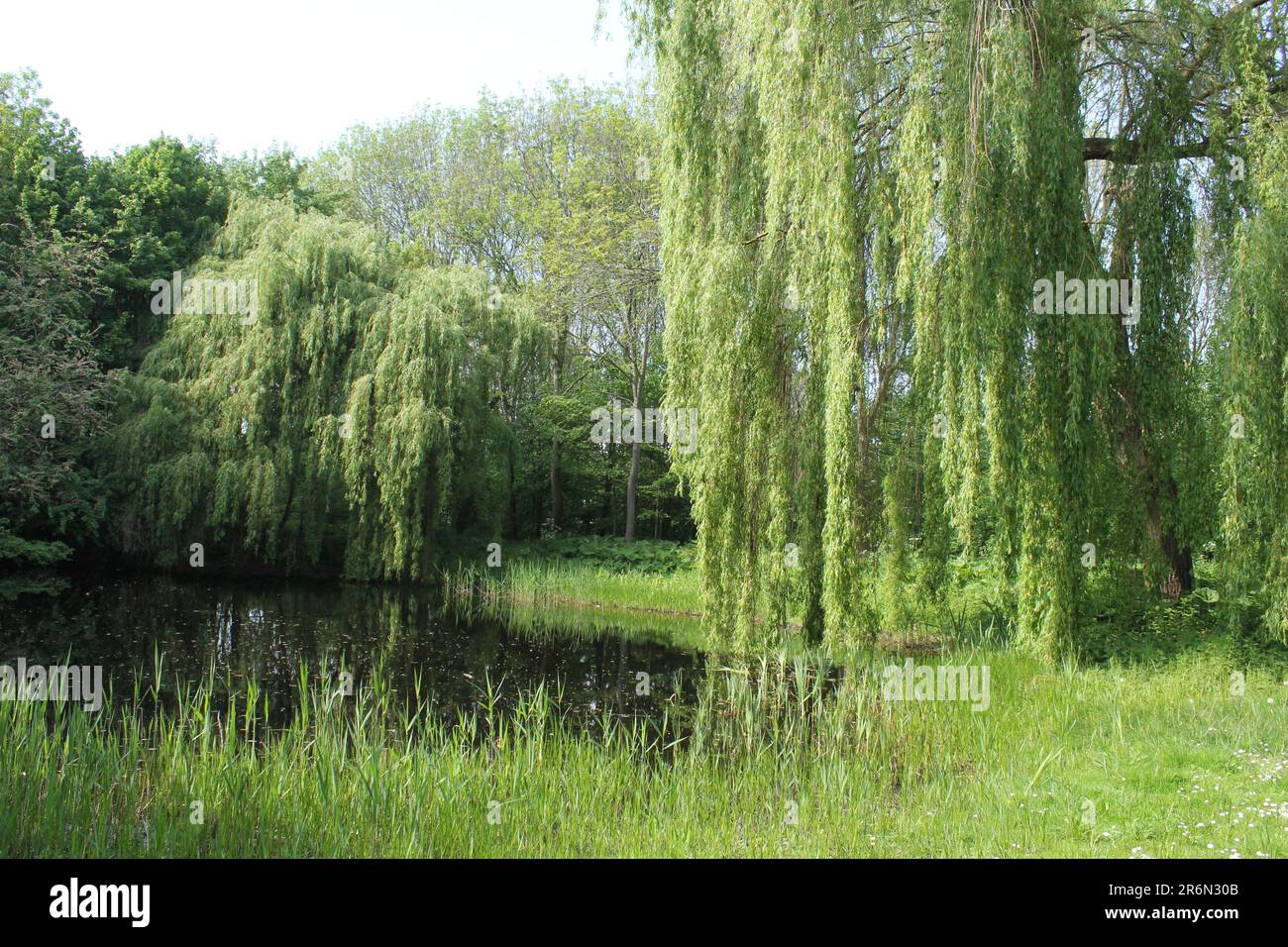 a pond with water with a big weeping willow in a green city park in ...