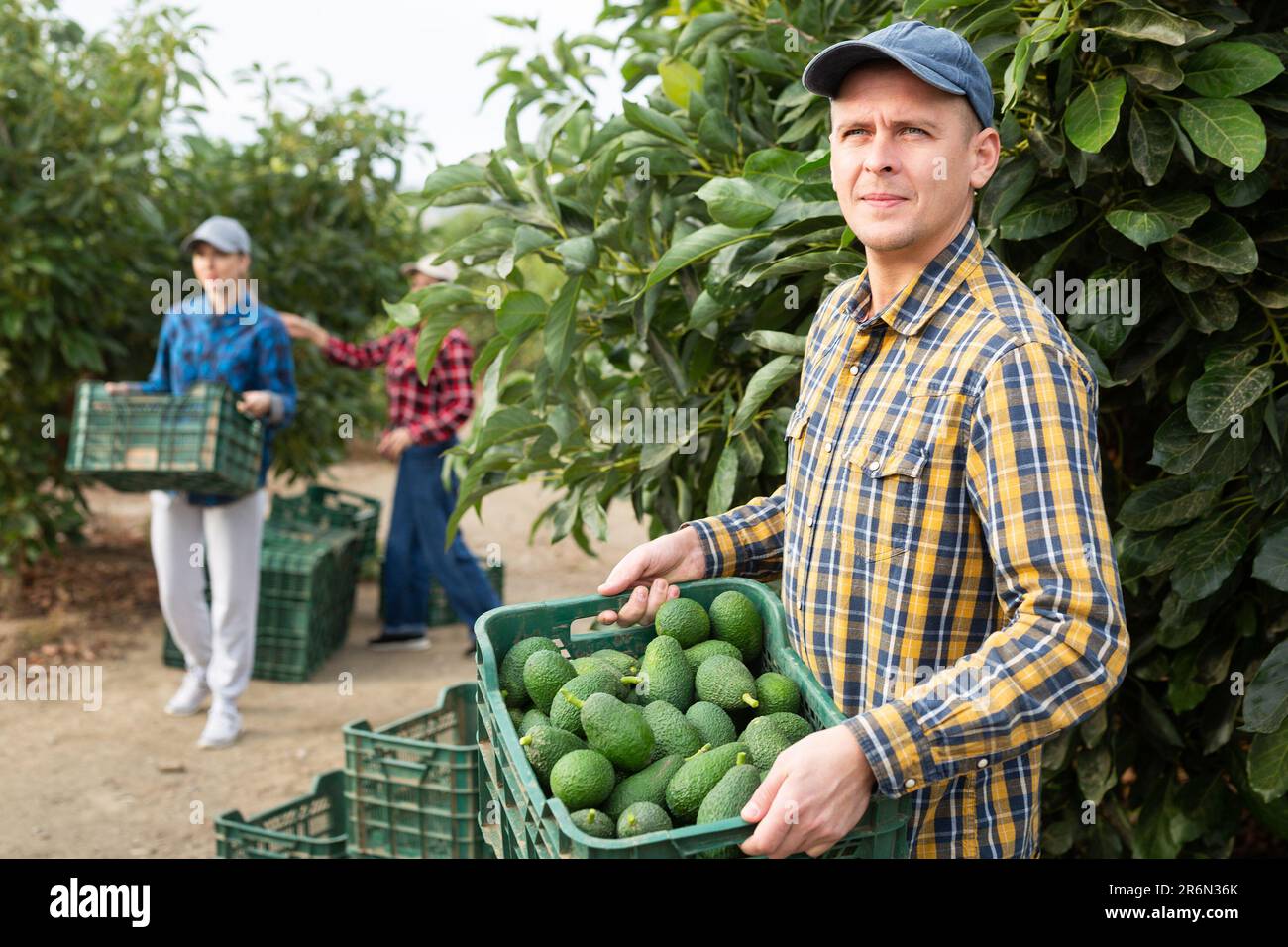 Avocados australia hi-res stock photography and images - Alamy