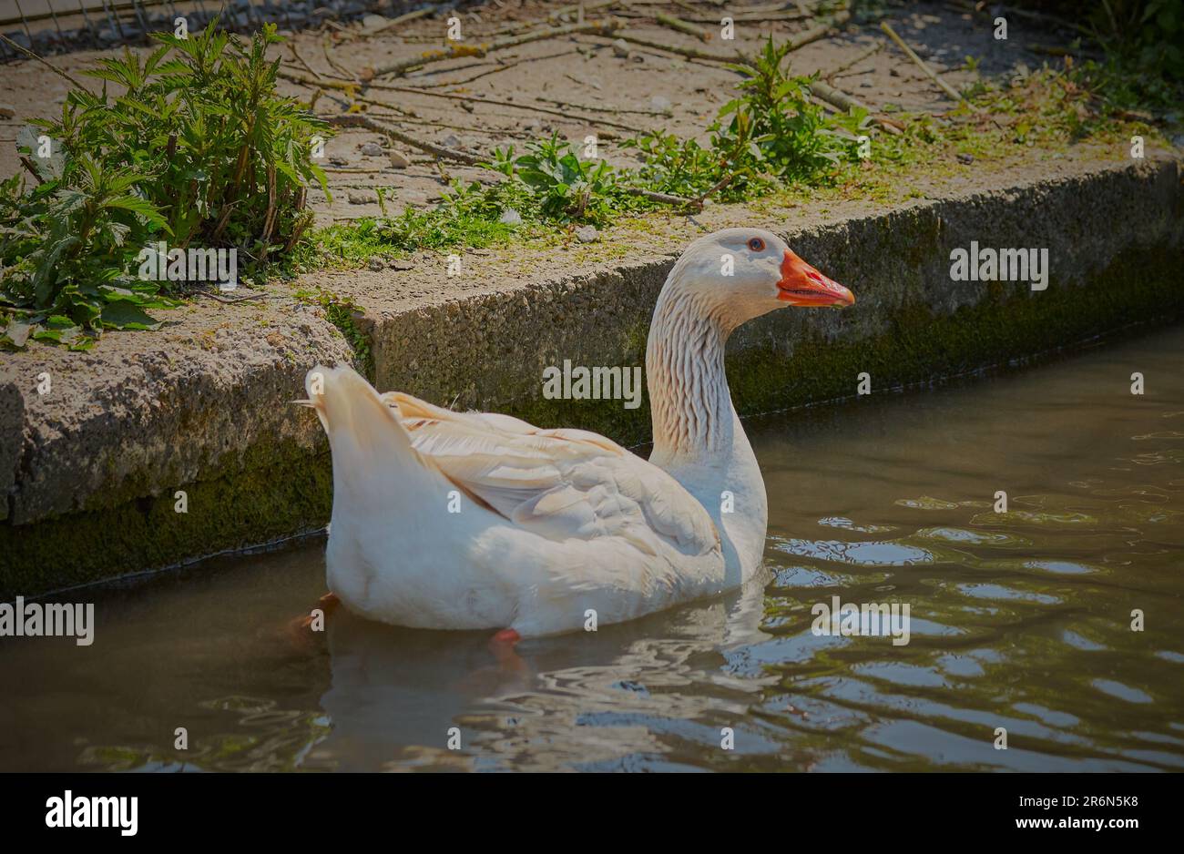 Canada goose tail feathers hi-res stock photography and images - Alamy