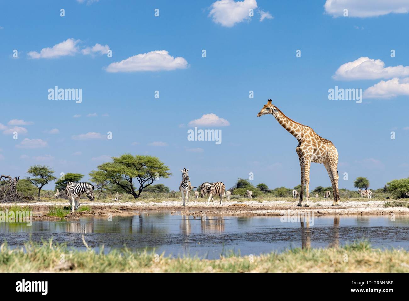 Group of Giraffe at the waterhole at the Onkolo Hide, Onguma Game ...