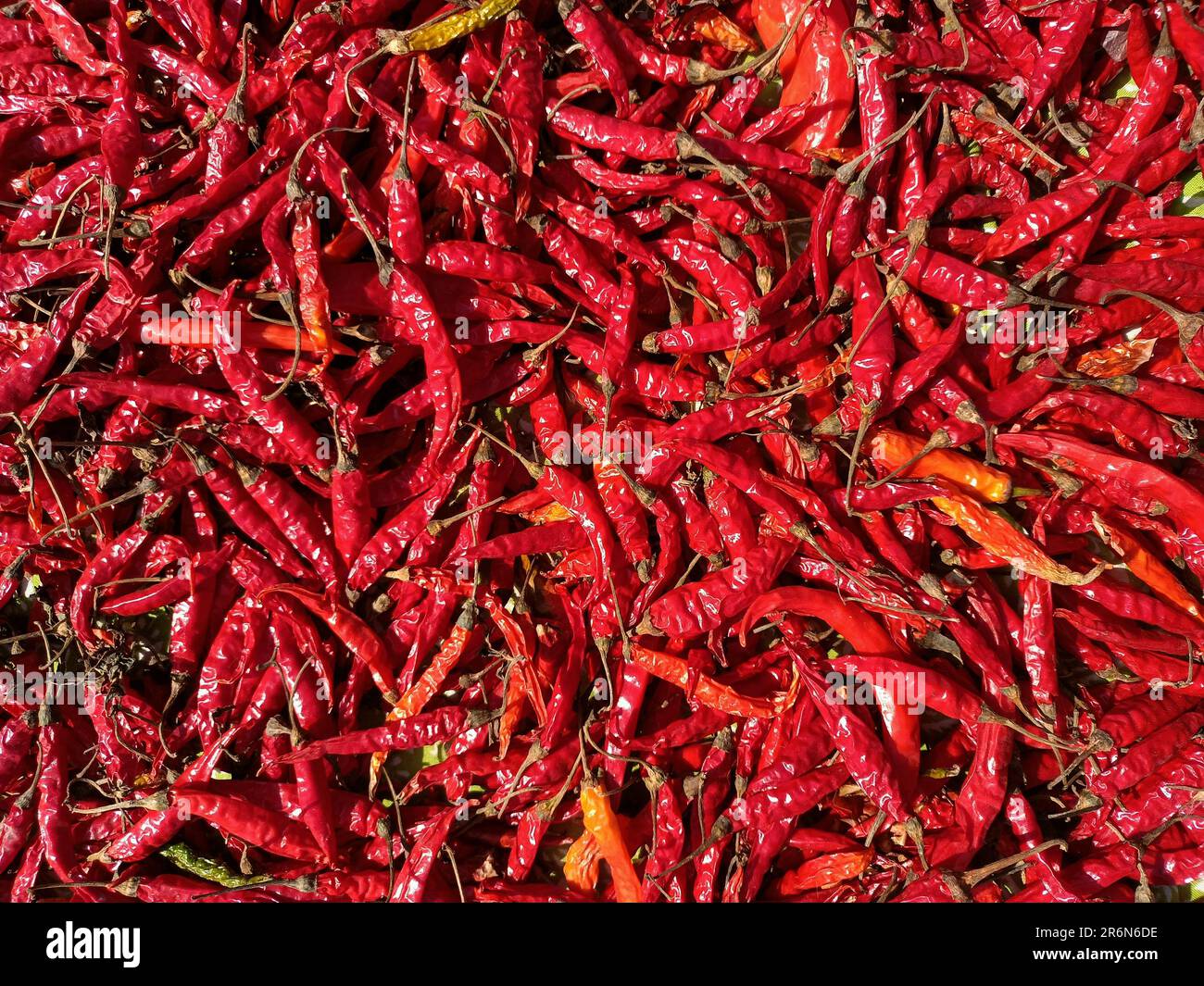 Red dried chillies drying in sun light Stock Photo - Alamy