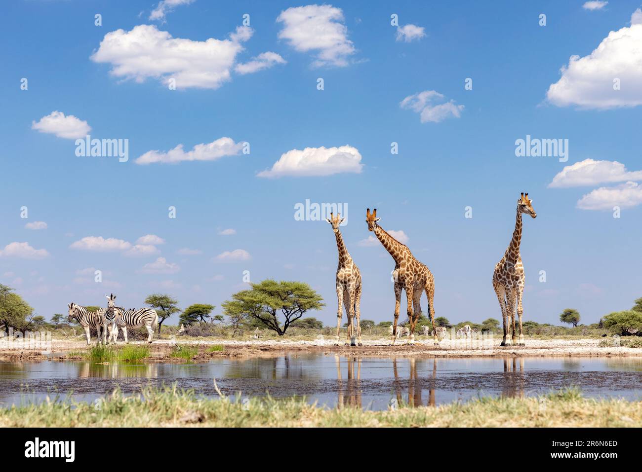 Group of Giraffe at the waterhole at the Onkolo Hide, Onguma Game ...