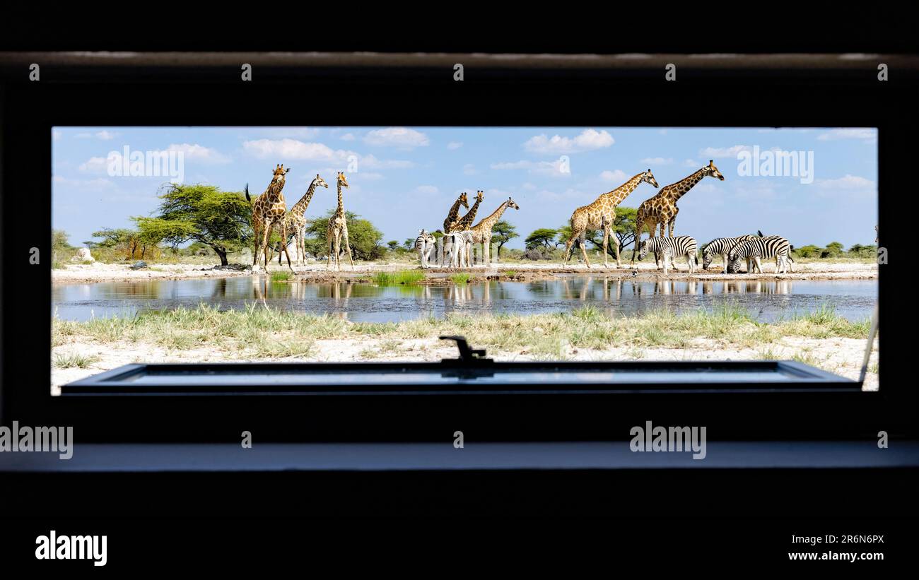 Group of giraffe viewed through window of the Onkolo Hide, Onguma Game ...