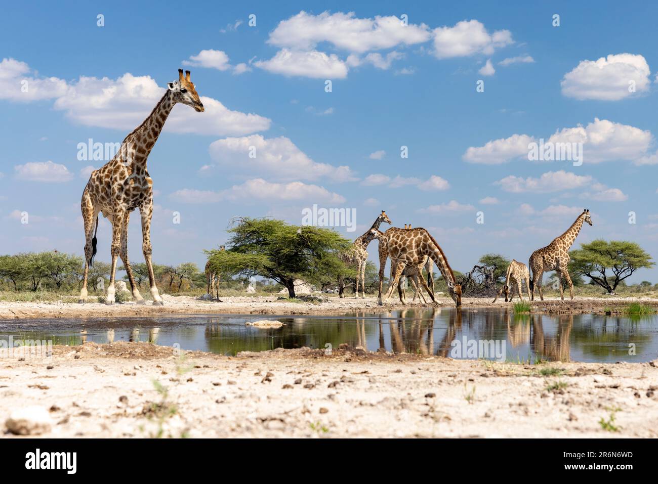 Group of Giraffe at the waterhole at the Onkolo Hide, Onguma Game ...