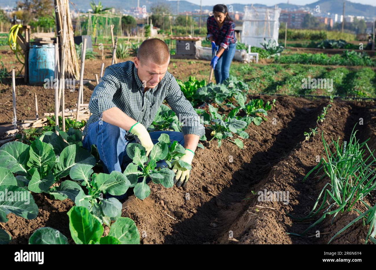 Cabbage field with weeds hi-res stock photography and images - Alamy