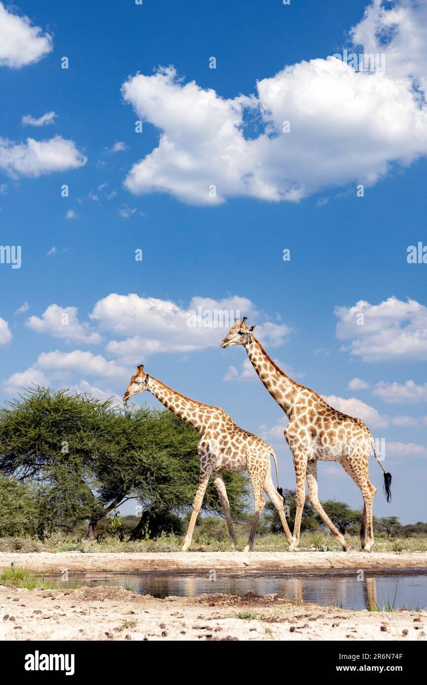 Giraffe at Onkolo Hide, Onguma Game Reserve, Namibia, Africa Stock ...
