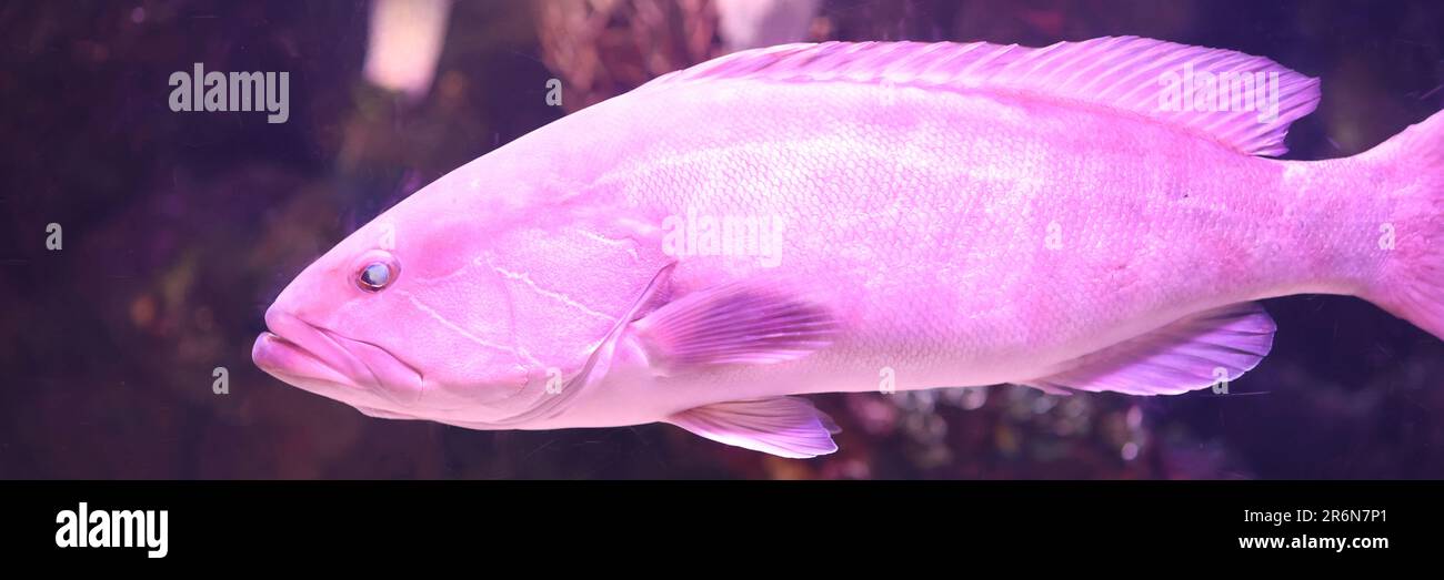 undersea world and coral reef scene background, nice violet fish in ...