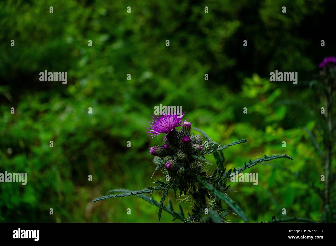 field flower, forest plant during the summer season Stock Photo - Alamy