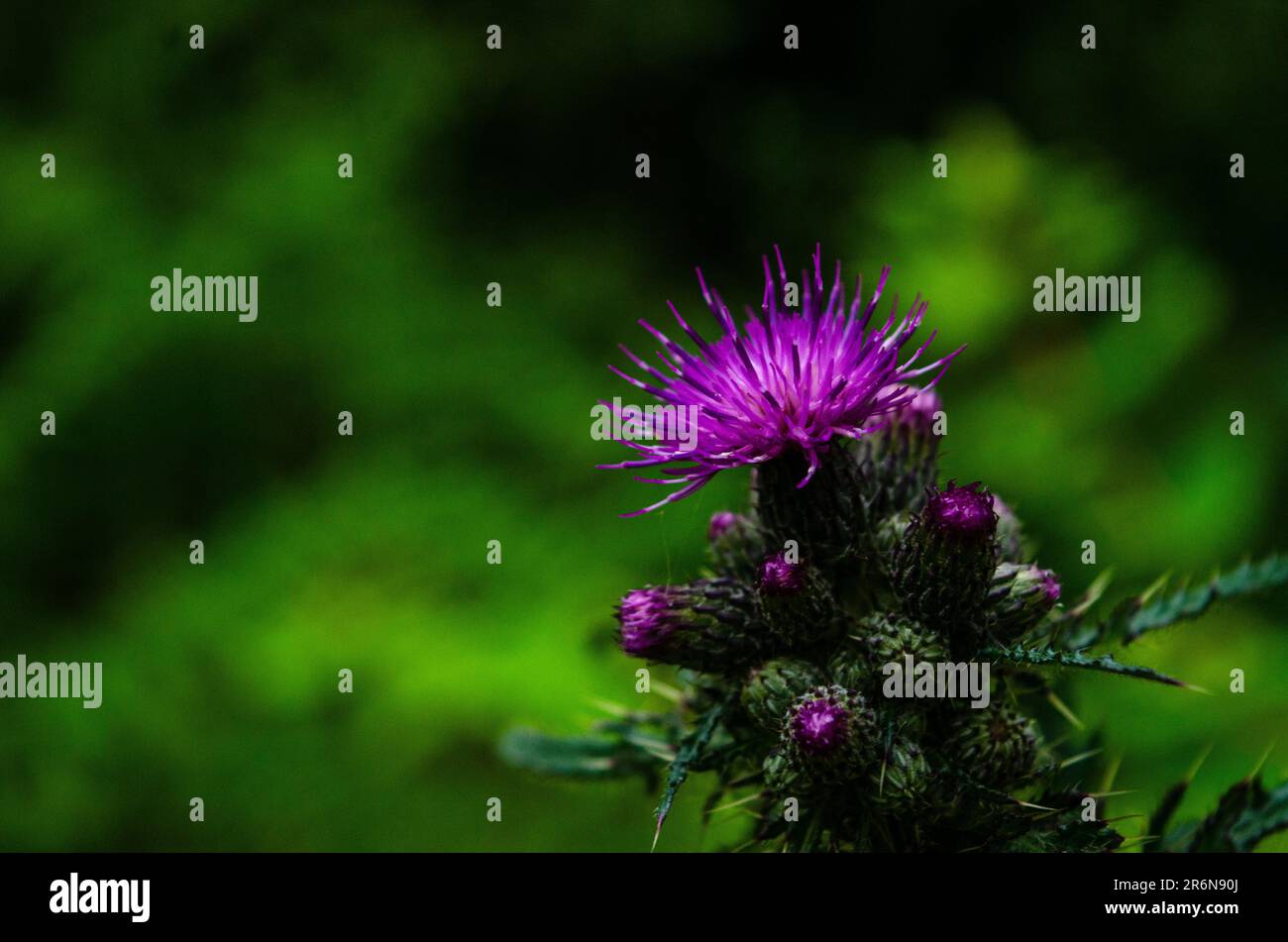 field flower, forest plant during the summer season Stock Photo - Alamy