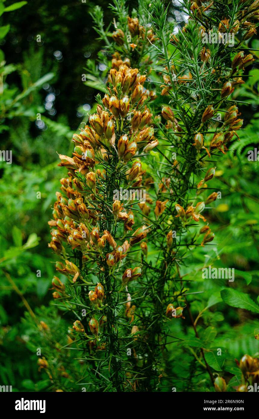 field flower, forest plant during the summer season Stock Photo - Alamy