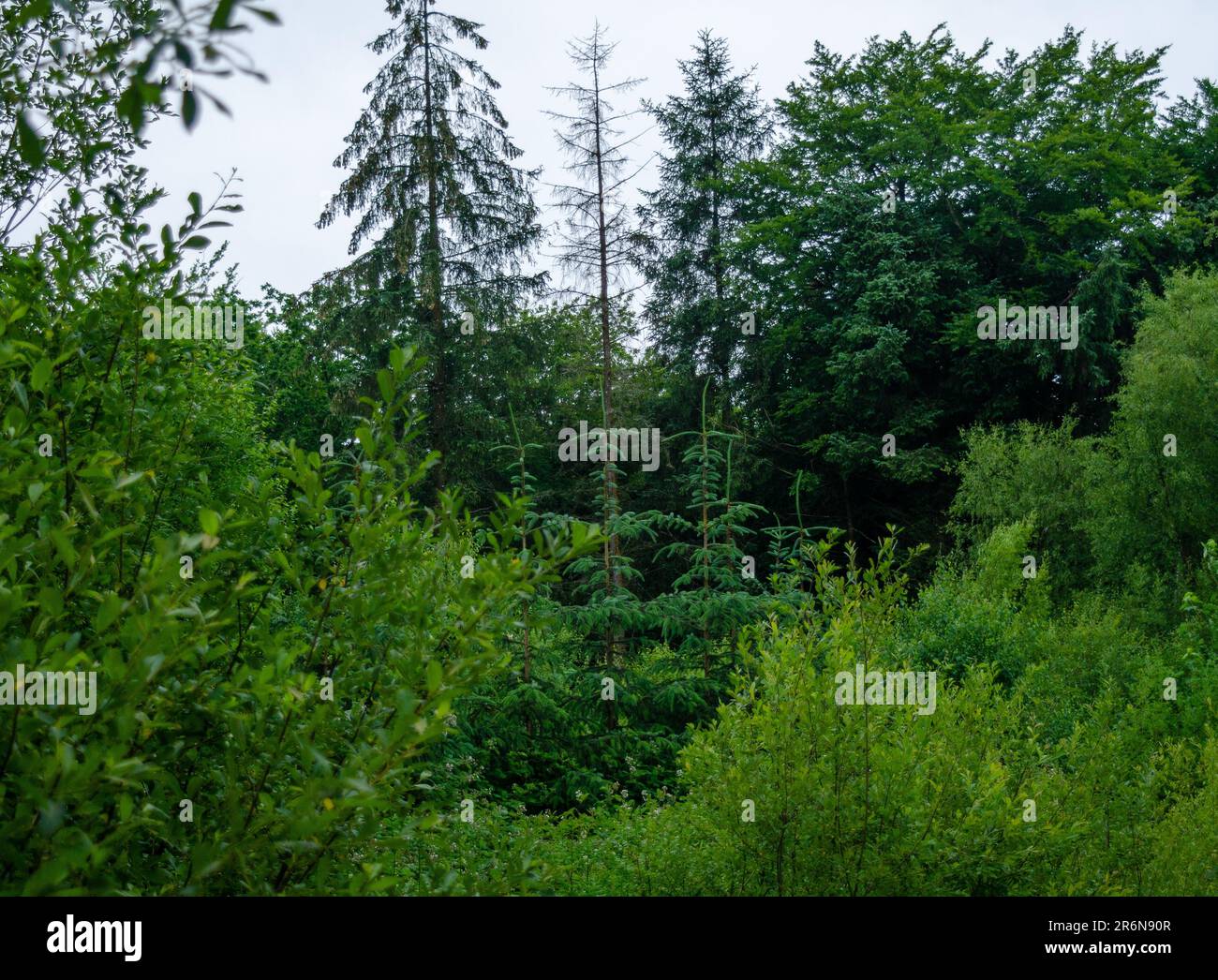 field flower, forest plant during the summer season Stock Photo - Alamy