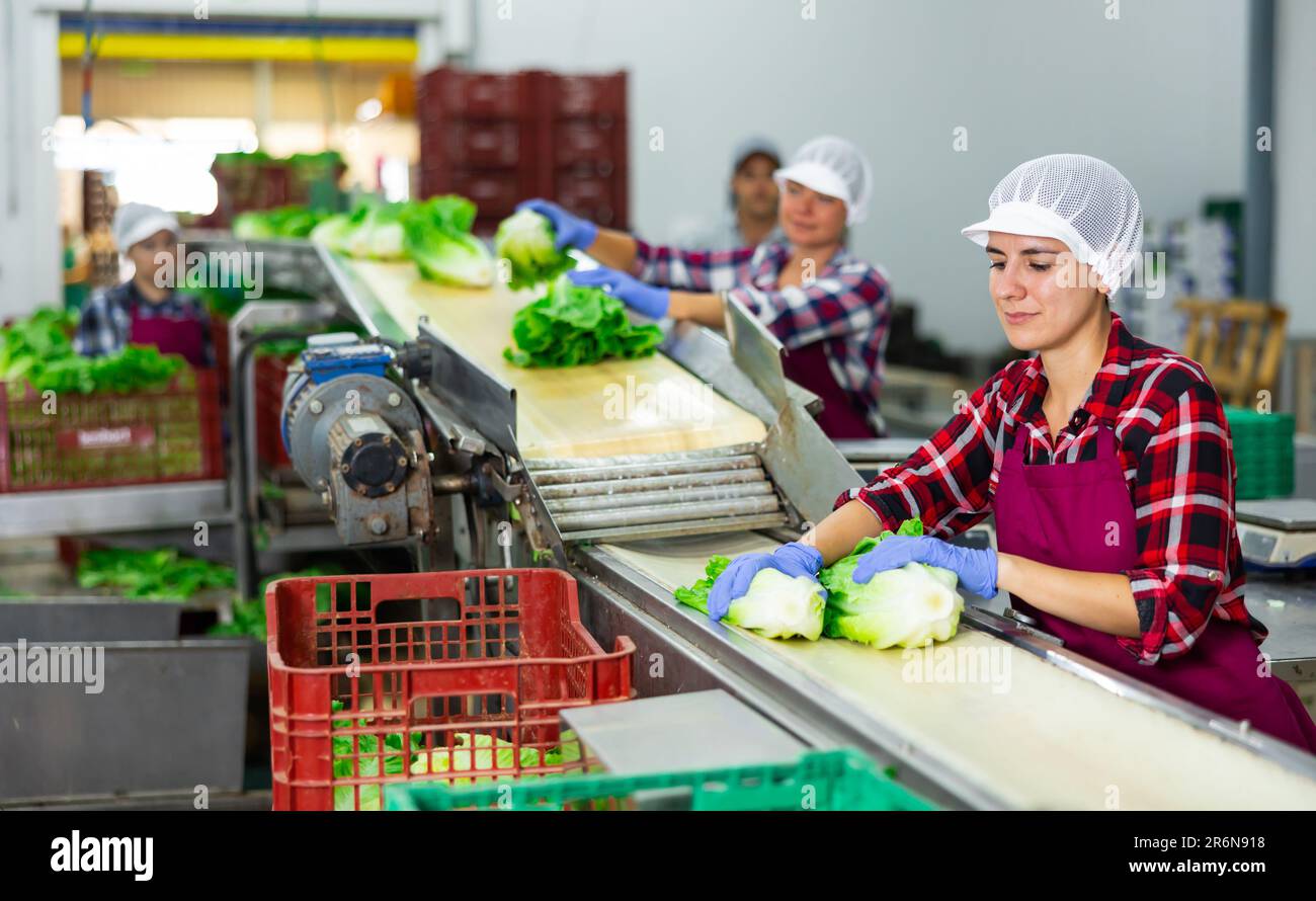 Female workers sorting lettuce on vegetable factory conveyor Stock ...