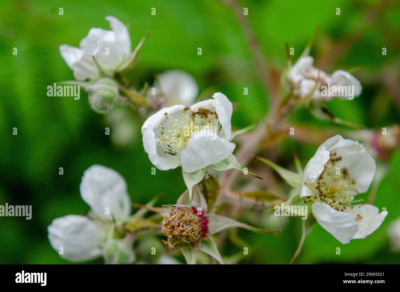 field flower, forest plant during the summer season Stock Photo - Alamy