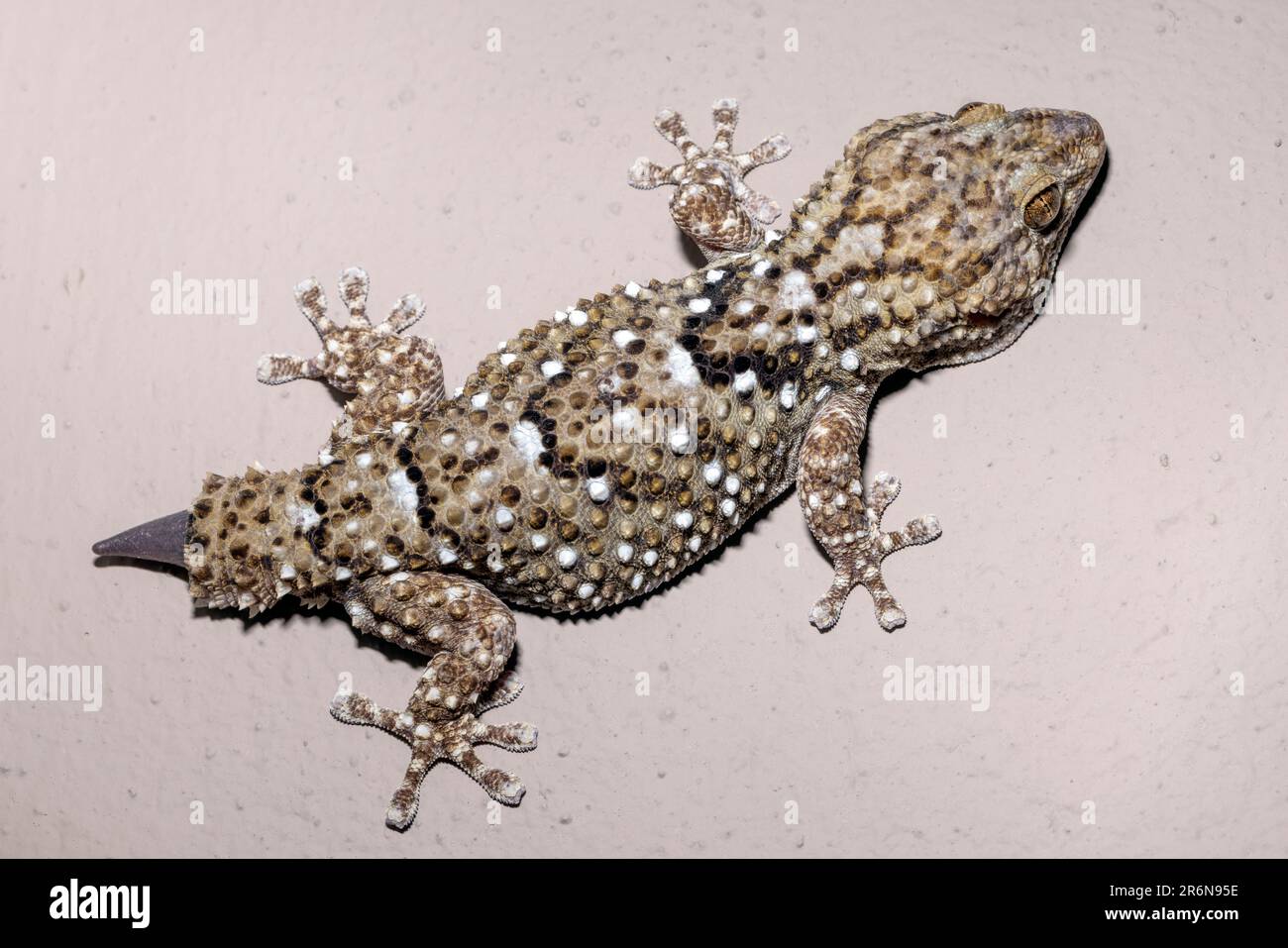 Bibron's Thick-toed Gecko (Chondrodactylus bibronii) missing tail ...