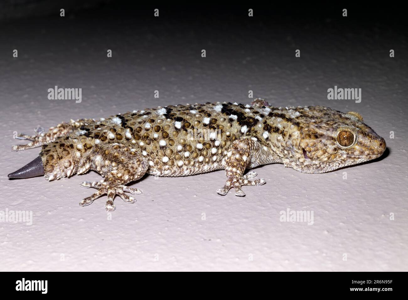 Bibron's Thick-toed Gecko (Chondrodactylus bibronii) missing tail ...