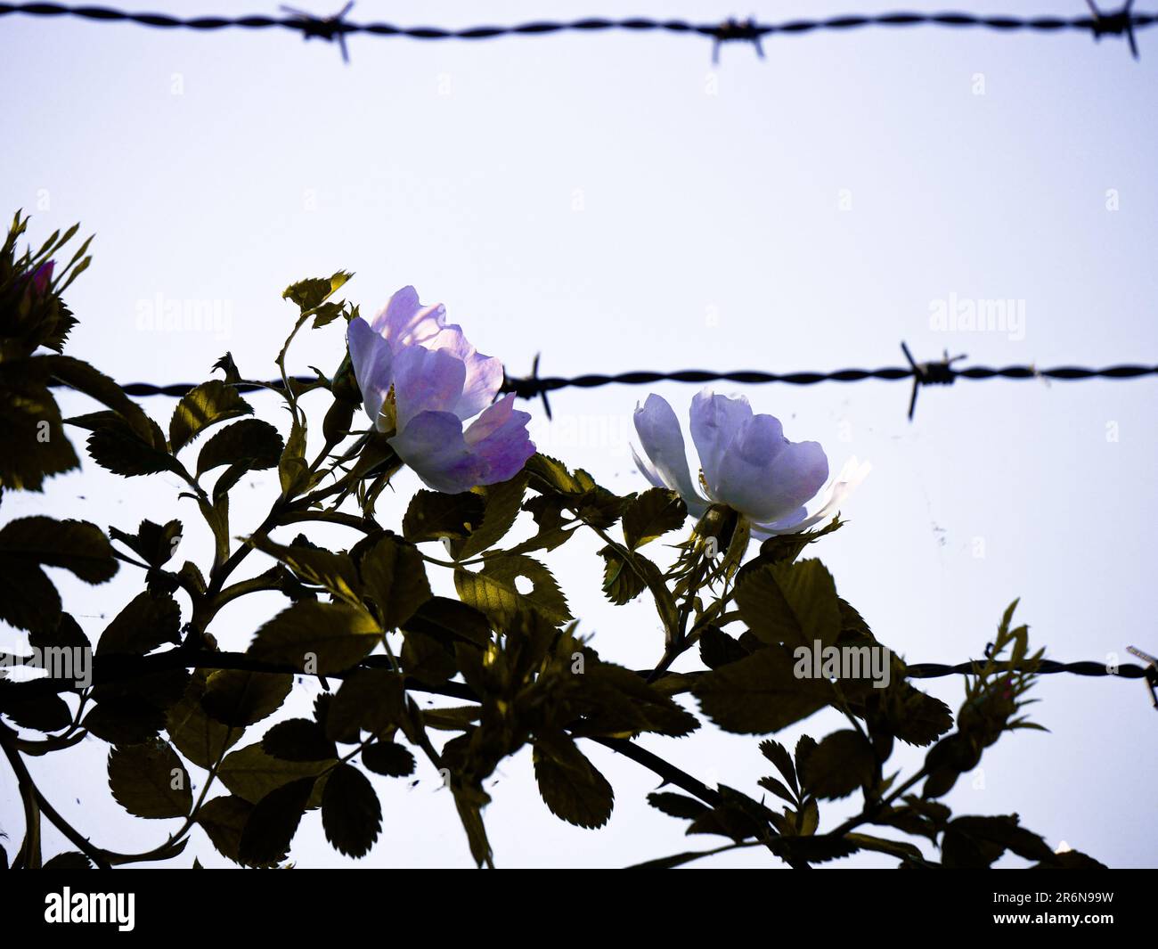 Blue bared hi-res stock photography and images - Alamy