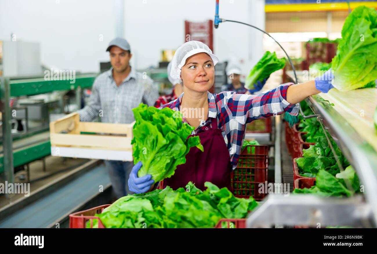 Smiling female employee packing lettuce into boxes on agricultural ...