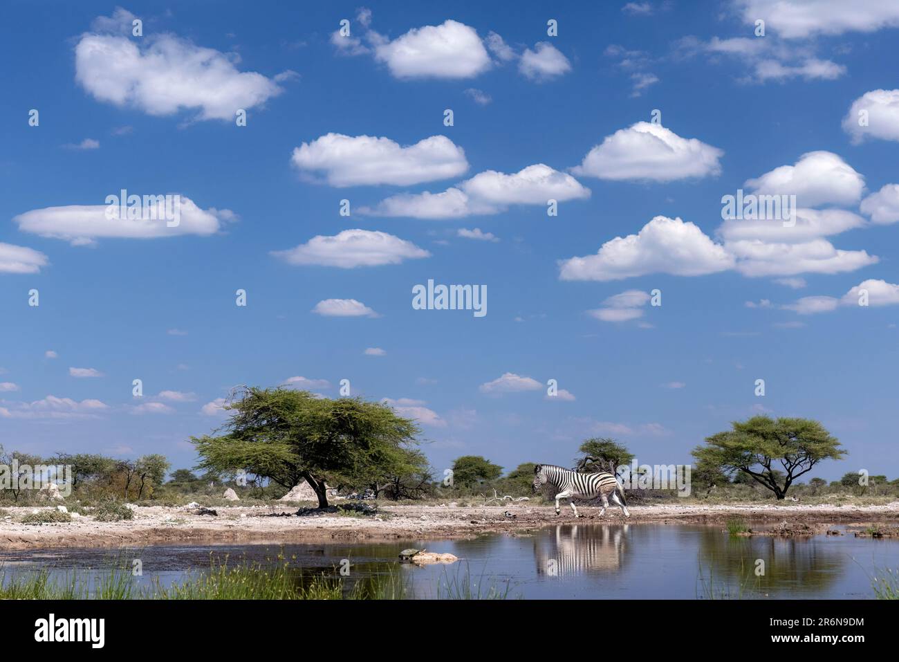 Plains zebra (Equus quagga, formerly Equus burchellii) at waterhole ...