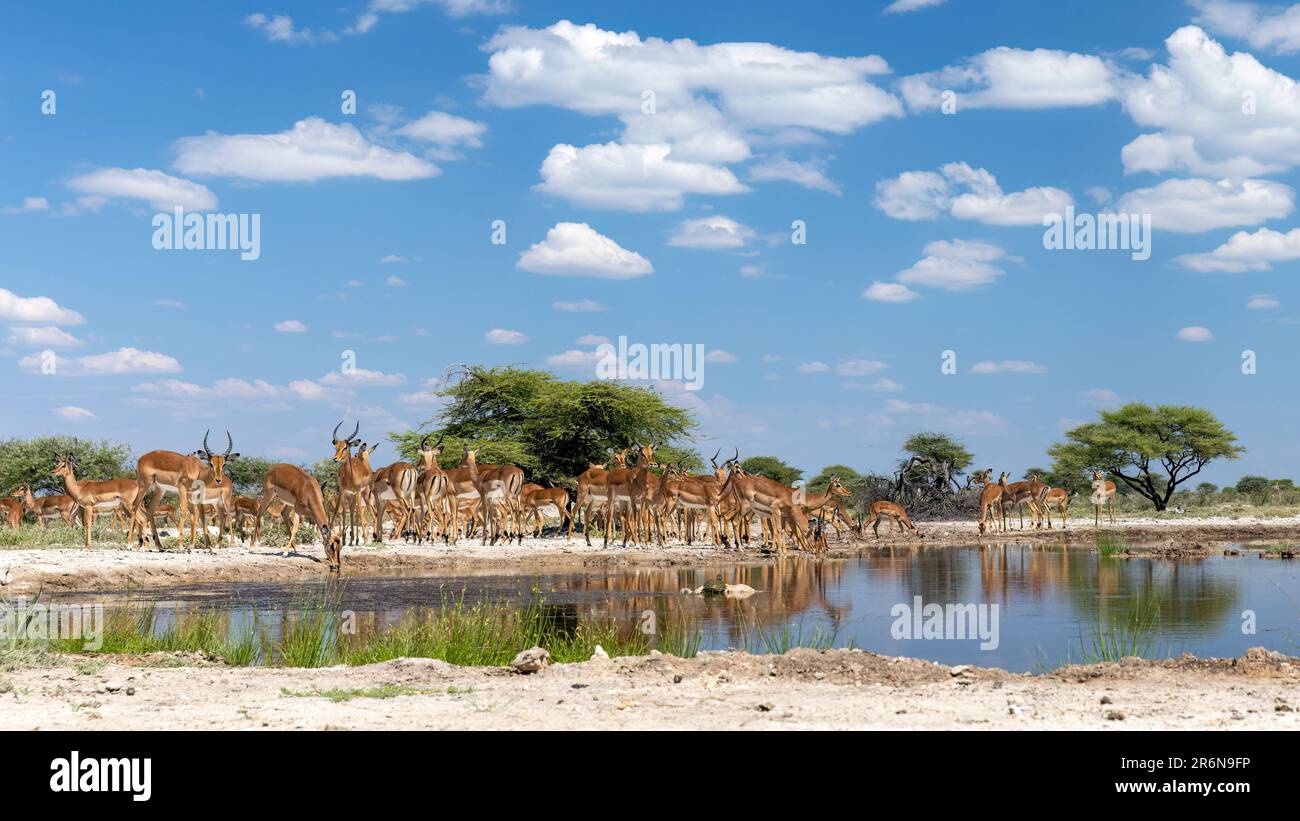 Impala herd (Aepyceros melampus) drinking at waterhole at the Onkolo ...