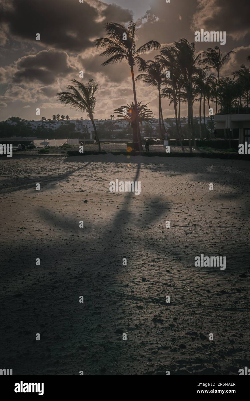 Palm tree shadow on beach hi-res stock photography and images - Alamy