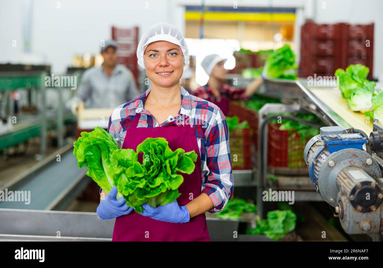 Positive female vegetable factory worker demonstrating lettuce while ...