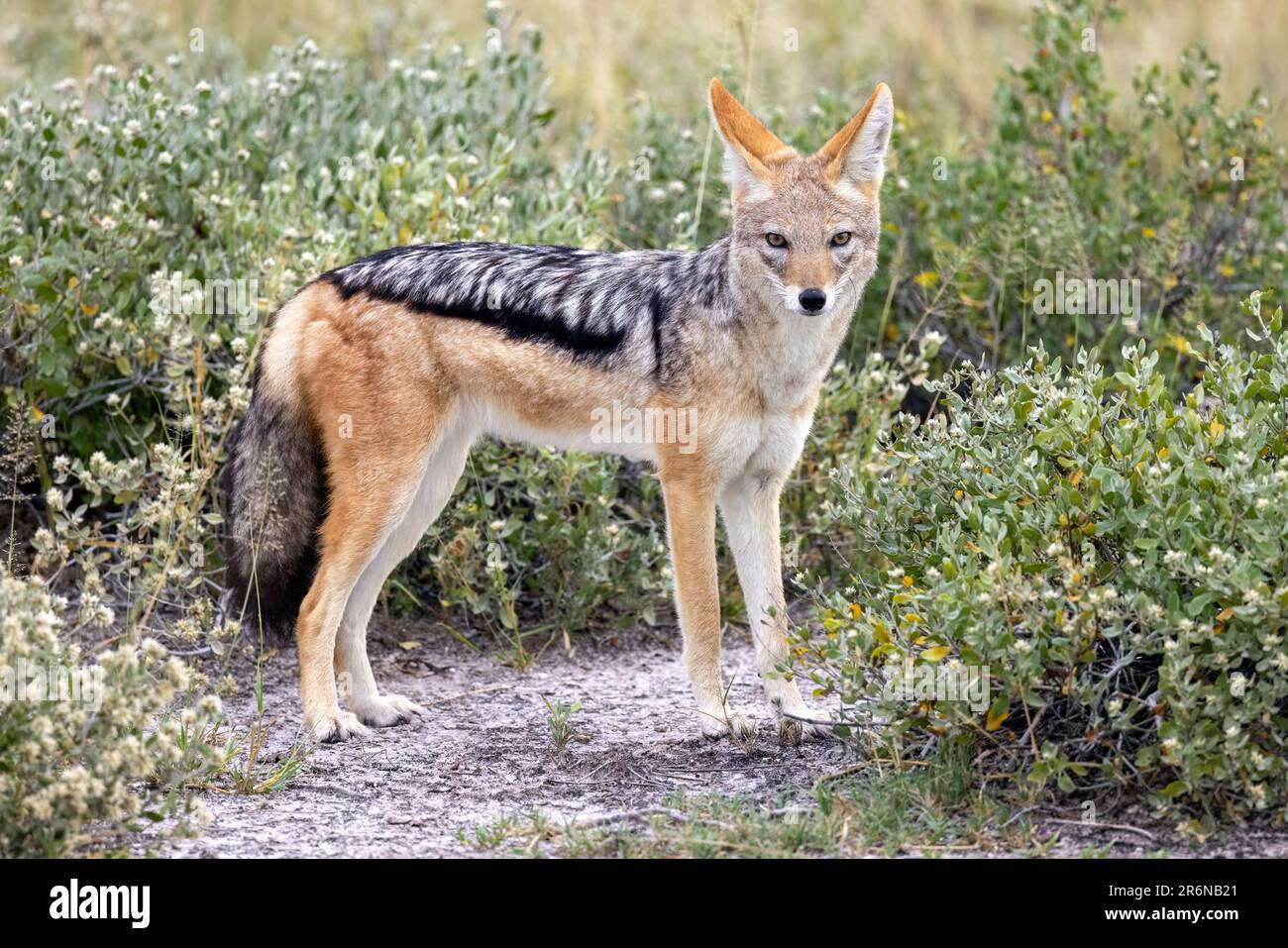 Black-backed Jackal (Canis mesomelas) - Onguma Game Reserve, Namibia, Africa Stock Photo - Alamy
