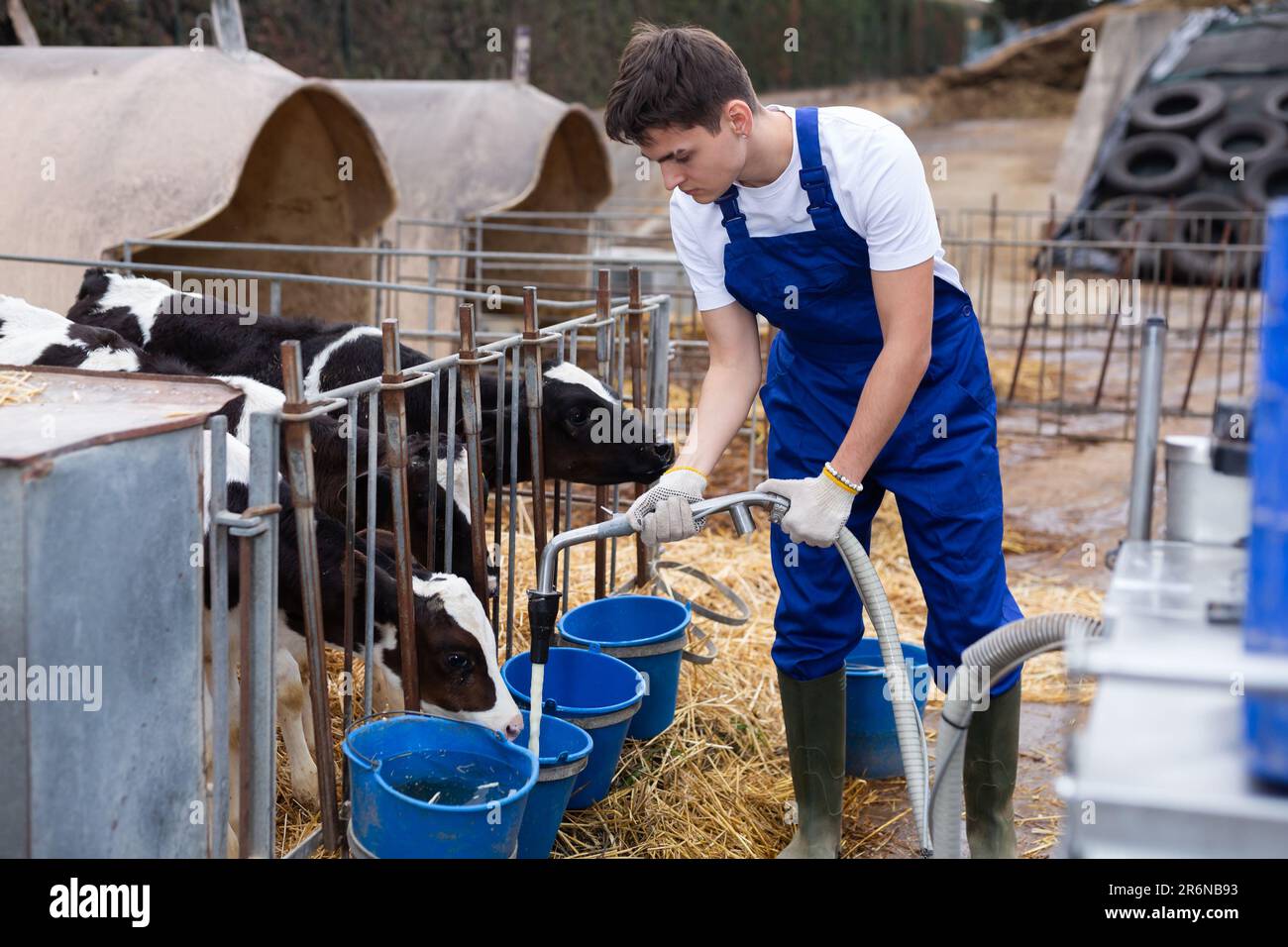 Cow farm worker pouring water into buckets for cows in stall Stock ...